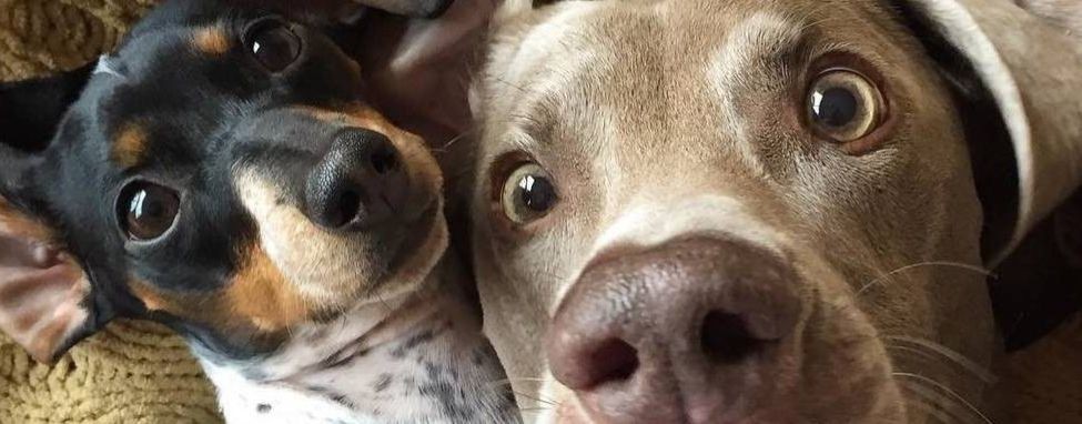 ЗАБАВНЫЕ ЖИВОТНЫЕ