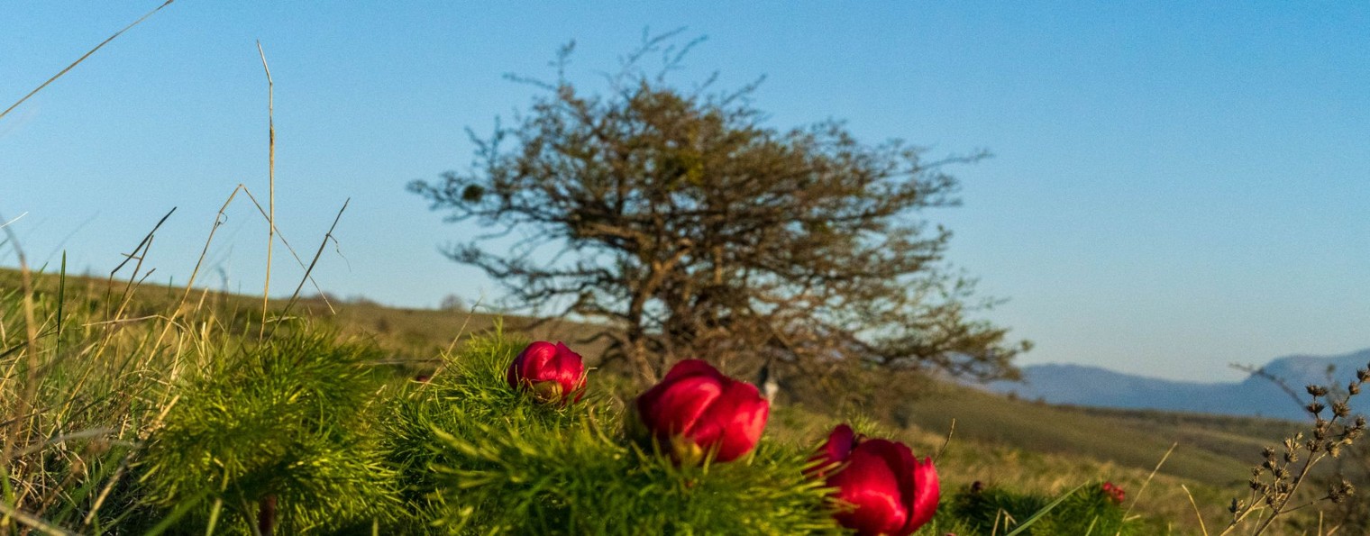 Виктор Лиховецкий