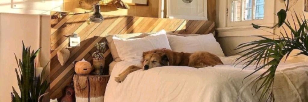 |🍩💖~°Dog°~💖🍩|