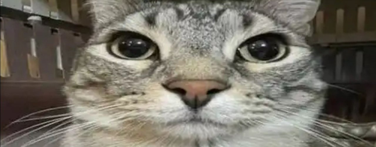 Опросник😁