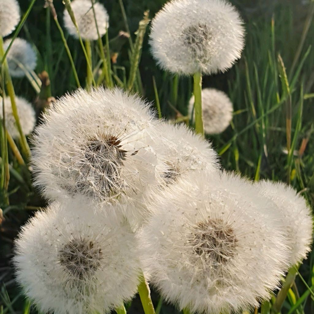 Котак Василиса