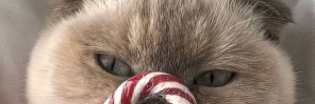 СОФИК🌟REBORN