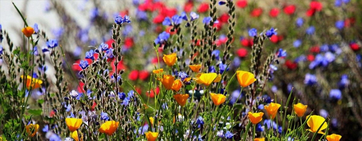 Алена Солодилова