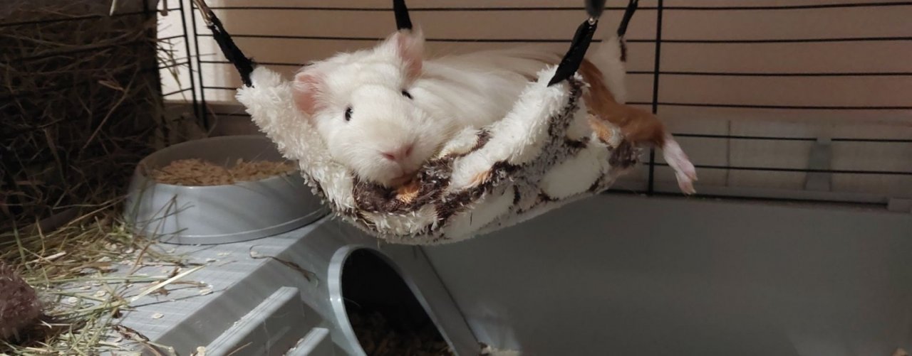 Морская свинка