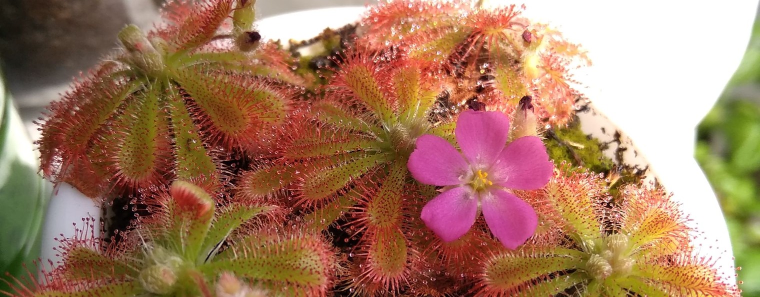 Ботанический эксперимент | Необычные растения