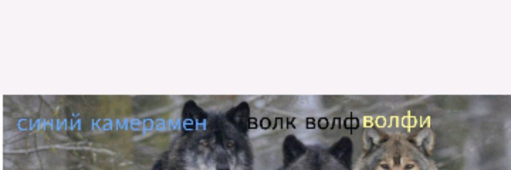 волчица Соня