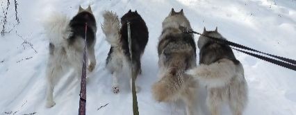 Хаски, Дружба и Природа