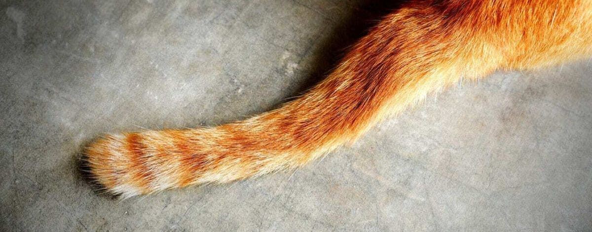 Хвостики и усики