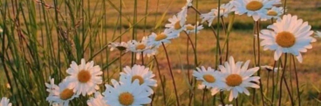 ☆𝐀𝐫𝐢𝐧𝐚 𝐥𝐢𝐟𝐞✨️