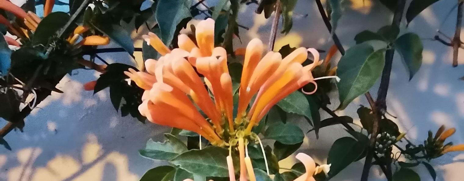 Жизнь в Португалии и не только