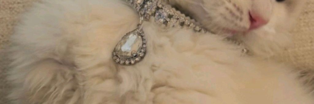 Алисия котя🐱