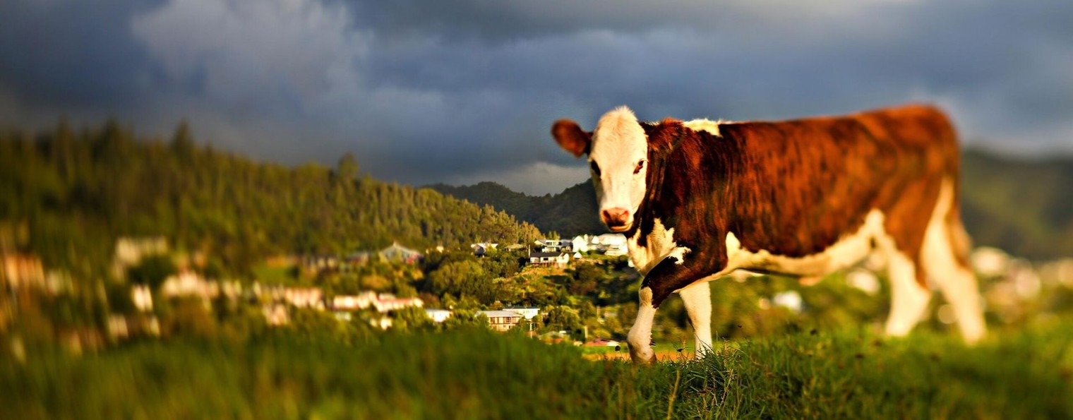 Считай на селе