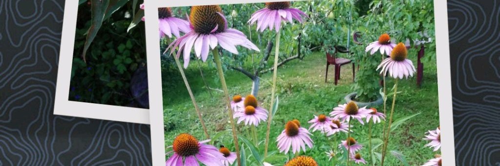 Мой пестрый мир