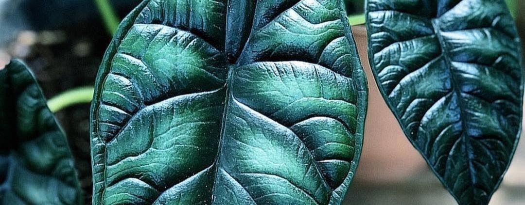 Легкое кино