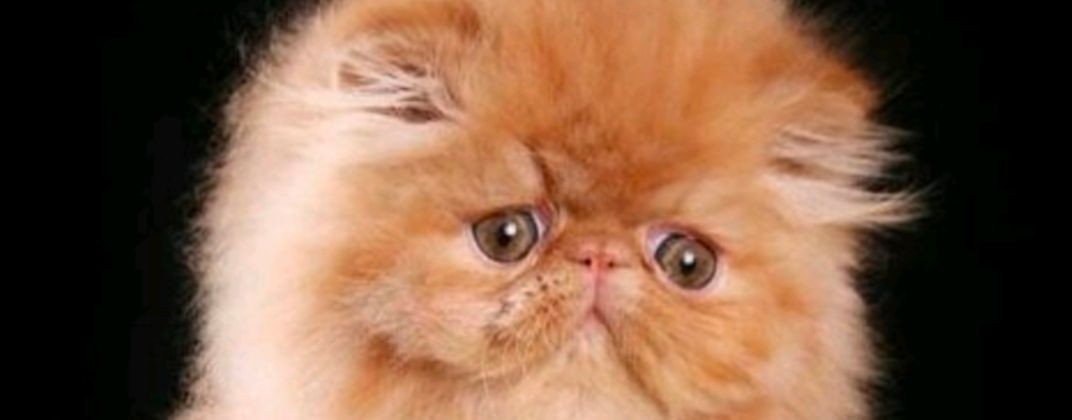 🩸tryboshk_RBX🩸