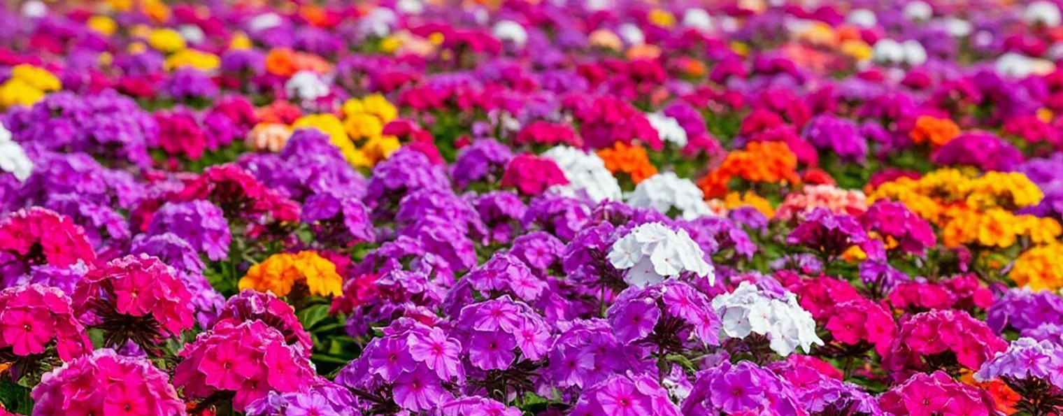 Любимые цветы