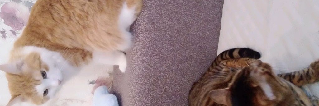 Сашка Play Games