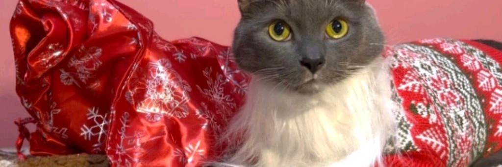 Скотинитом