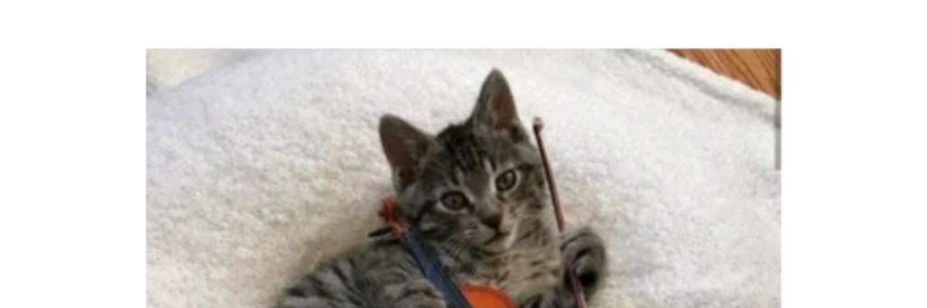 Violin🎻meow