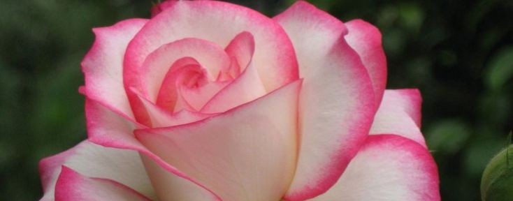 Жрица-Ведьма-Муза Танзиля.Танцующая душа-целитель