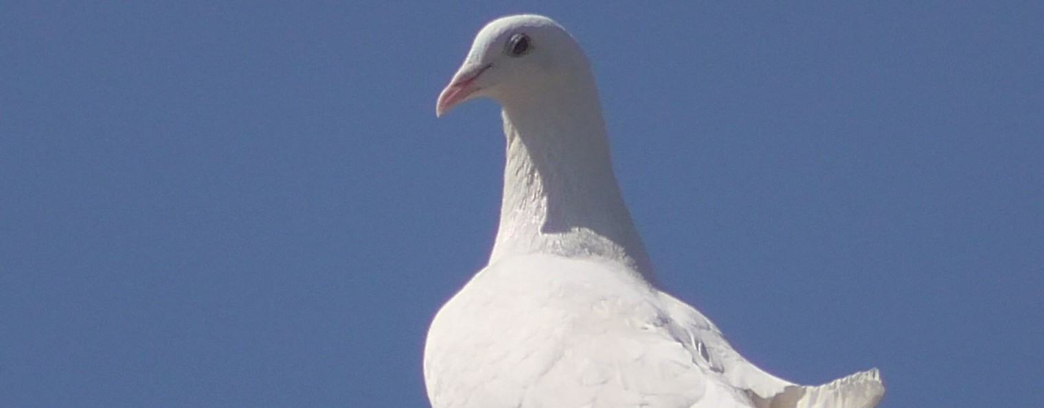 Денис Творческий