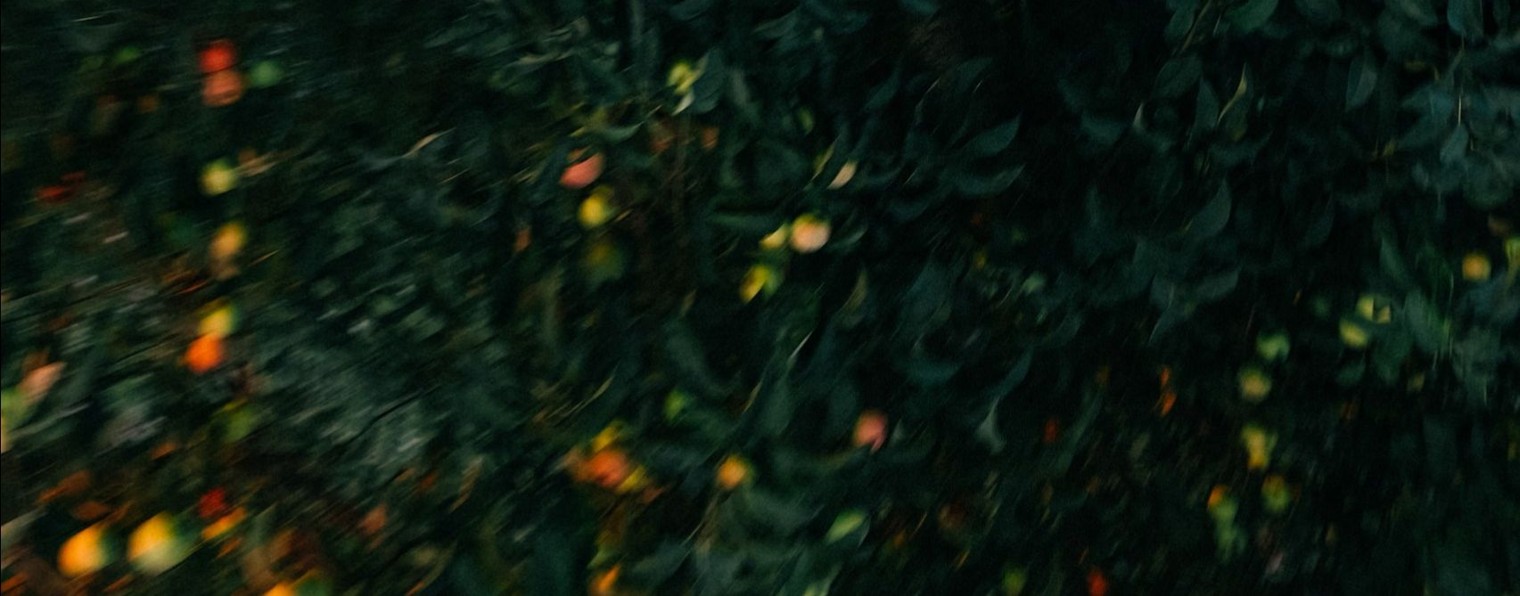 Осязаемый сад