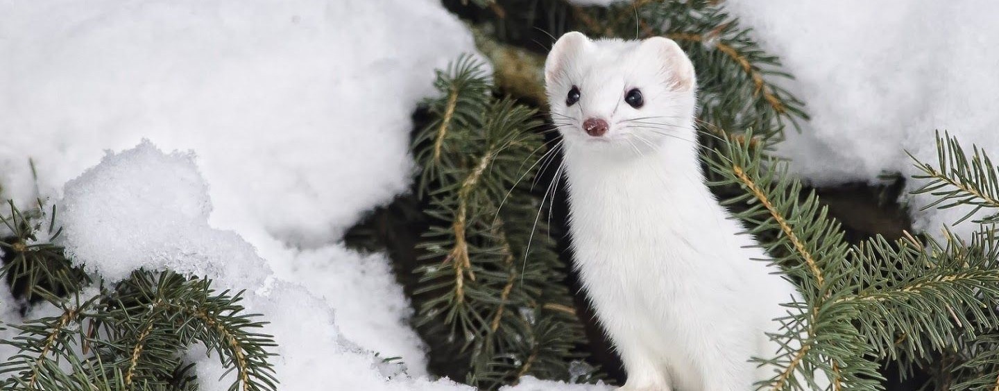 Опа_Горностай