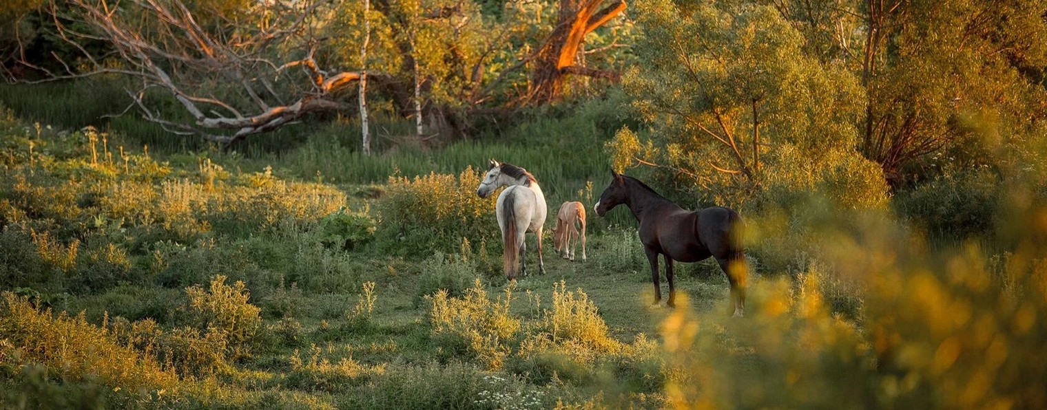 Рыжая Тыква