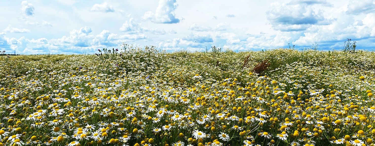 Сравнительное богословие.