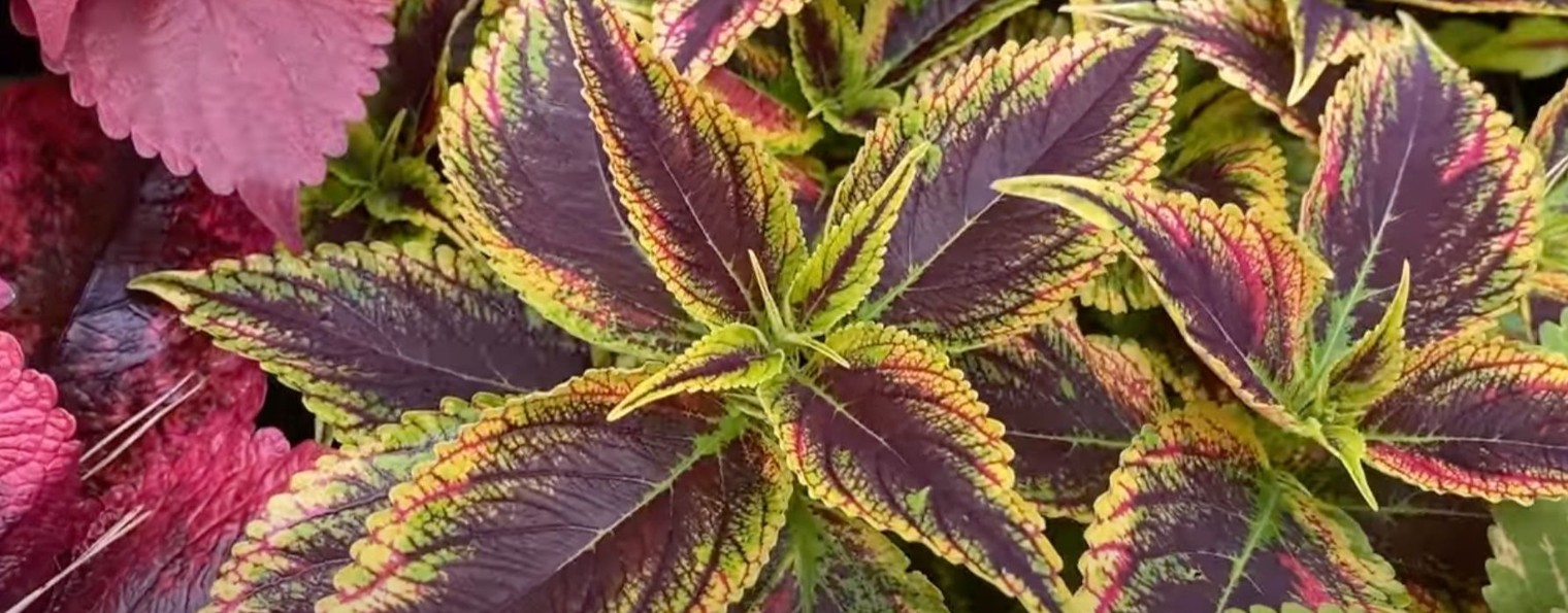 Тропический рай колеусов