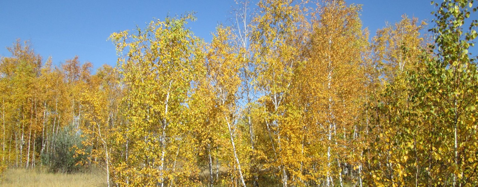 Видео Деревня