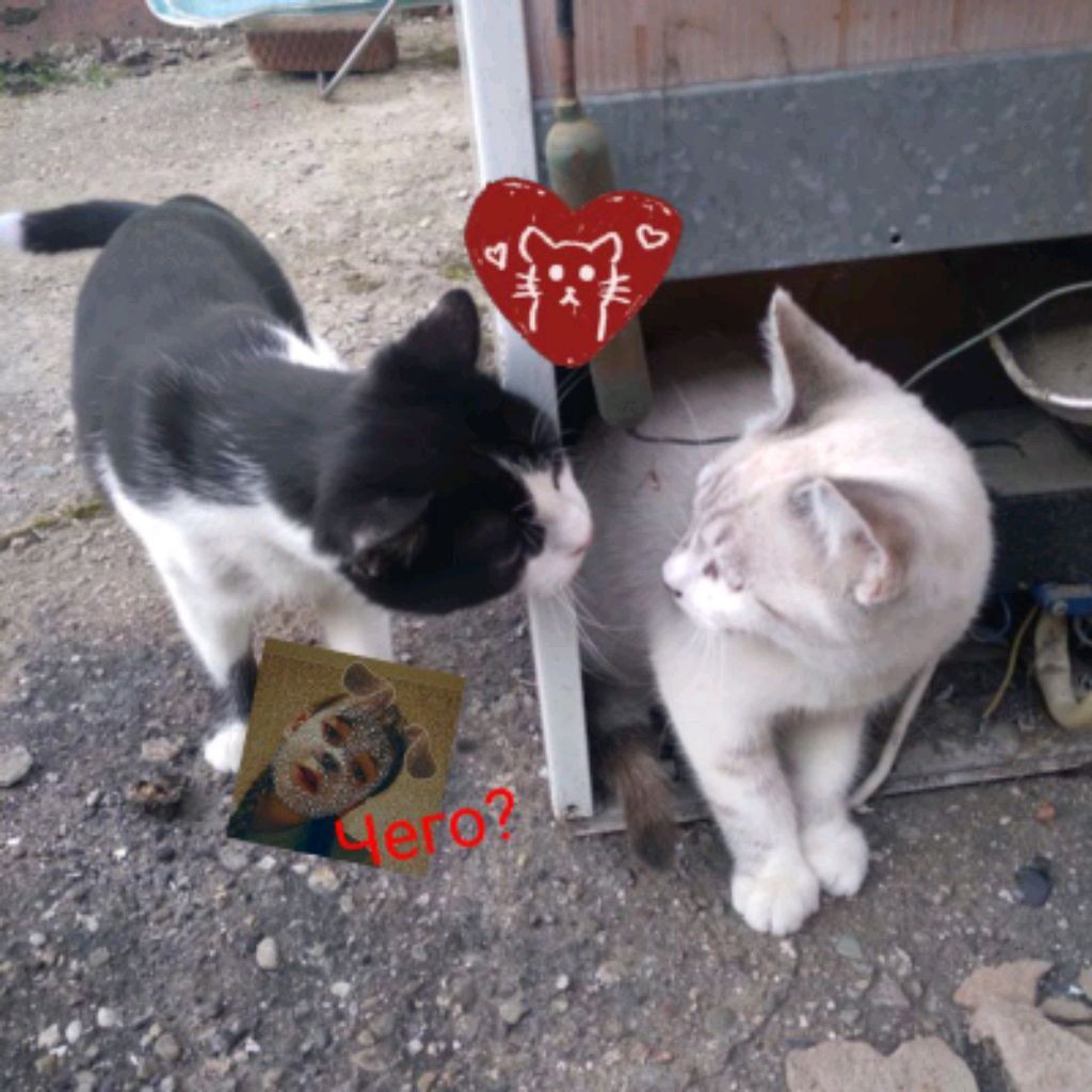 Лиза Фан Женяши💋❤️🔥🤭