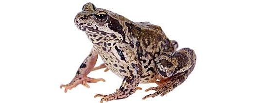 Хитрый хамелеончик