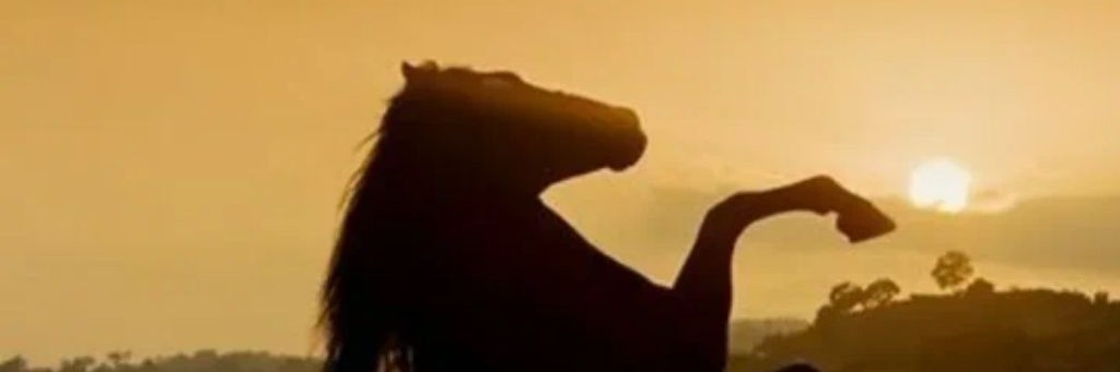 hobbihors_and_play🐎