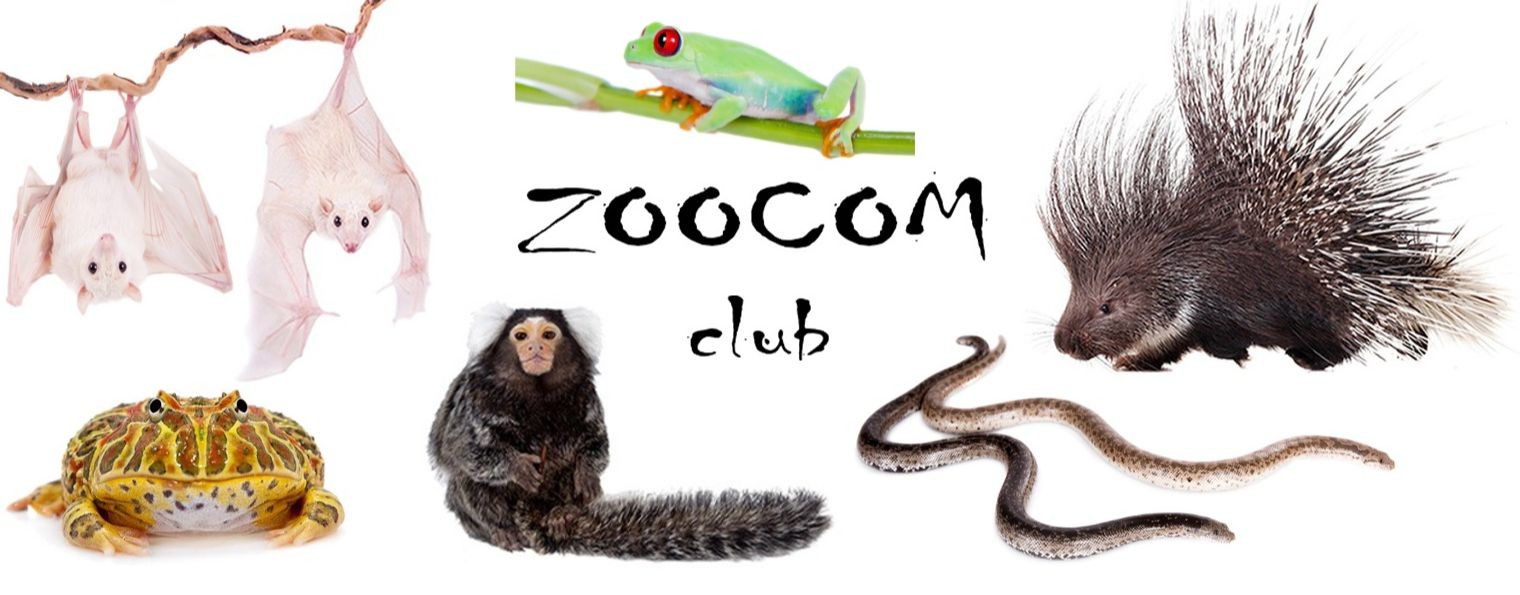 zoocomclub