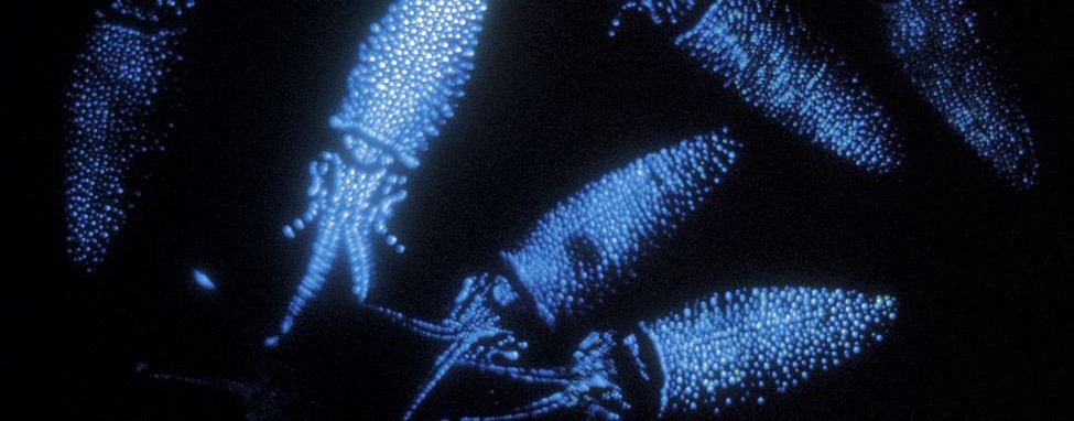 Акулий тигр