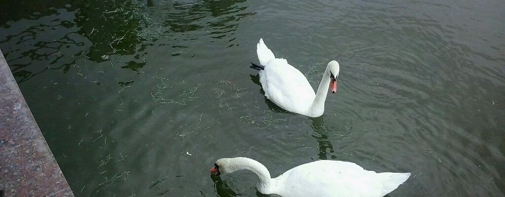 channel25855141 Дедушкины внуки