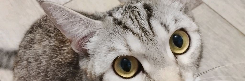 Кристина Лайк