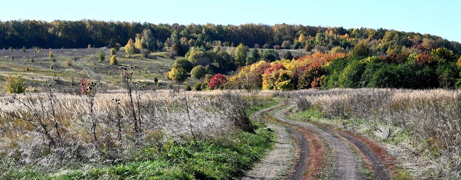 Булка на прогулке