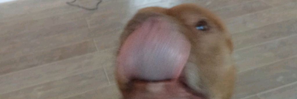 Жизнь С Питбулем