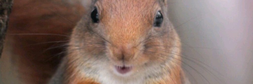 Гусь Обнимусь