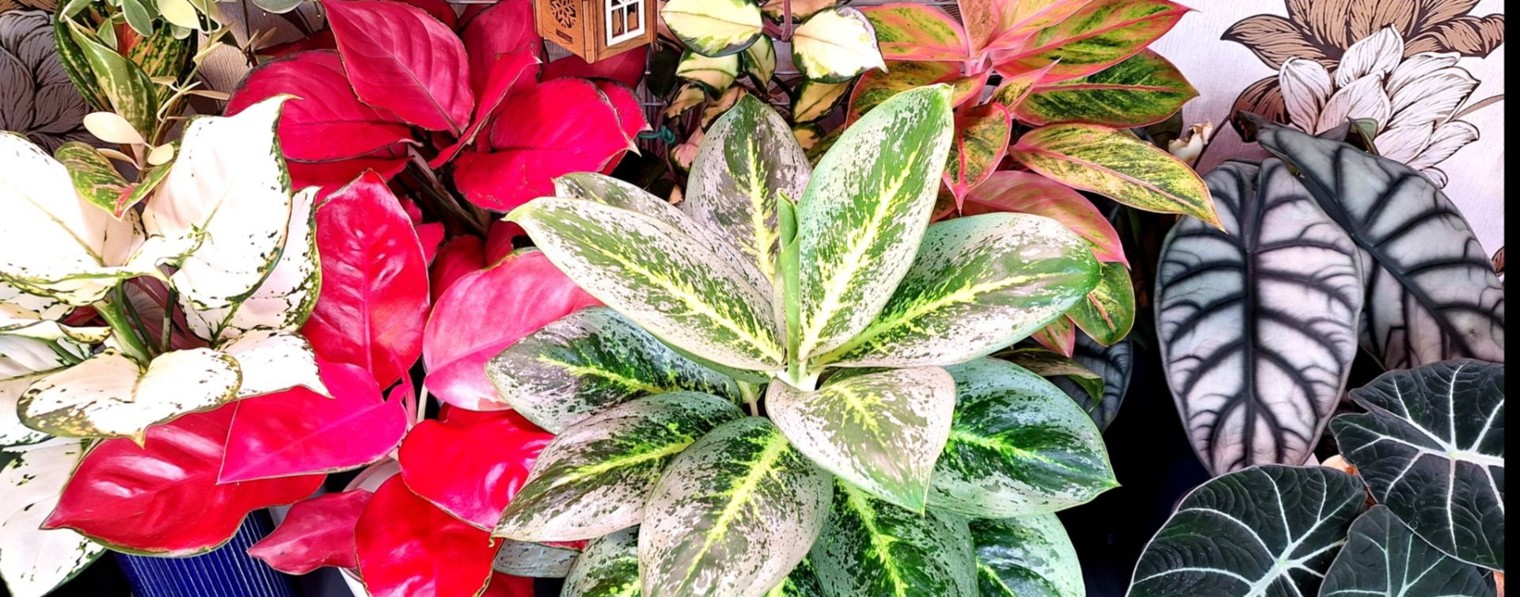 Цветы Вероники