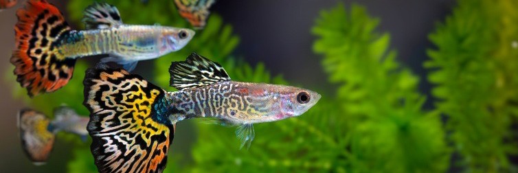 Аквариумные рыбки
