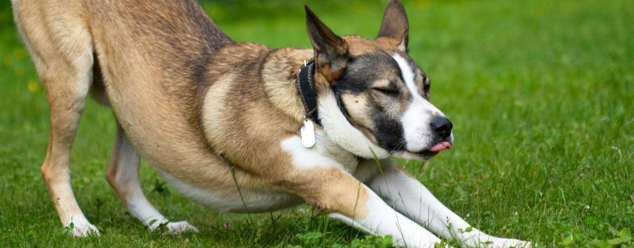 Весёлый пёсель