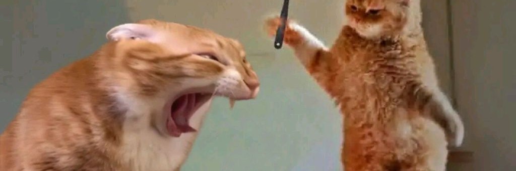 Смешные Животные