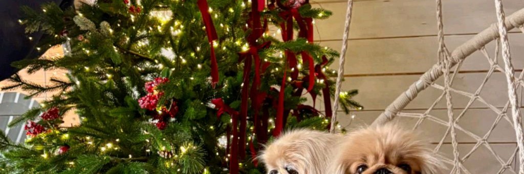 ПЕКИНЕСЫ _МИША & СОНЯ