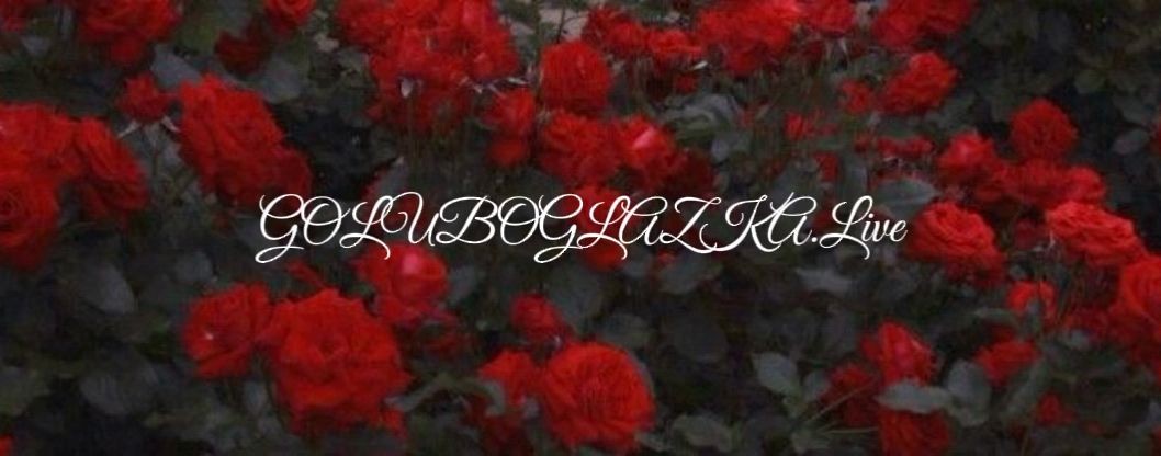 GOLUBOGLAZKA. Live