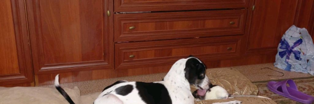 Милый танцор