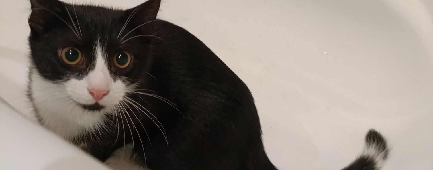 Котенок Палтус