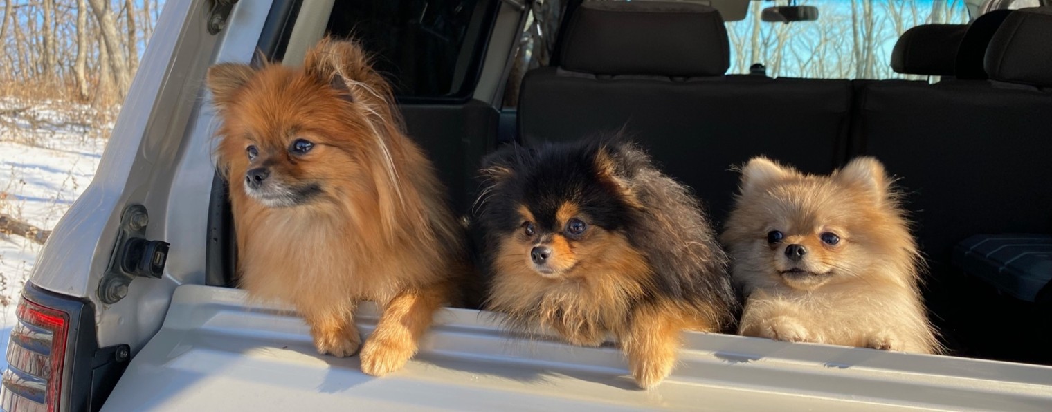 Лучшие друзья шпицы!